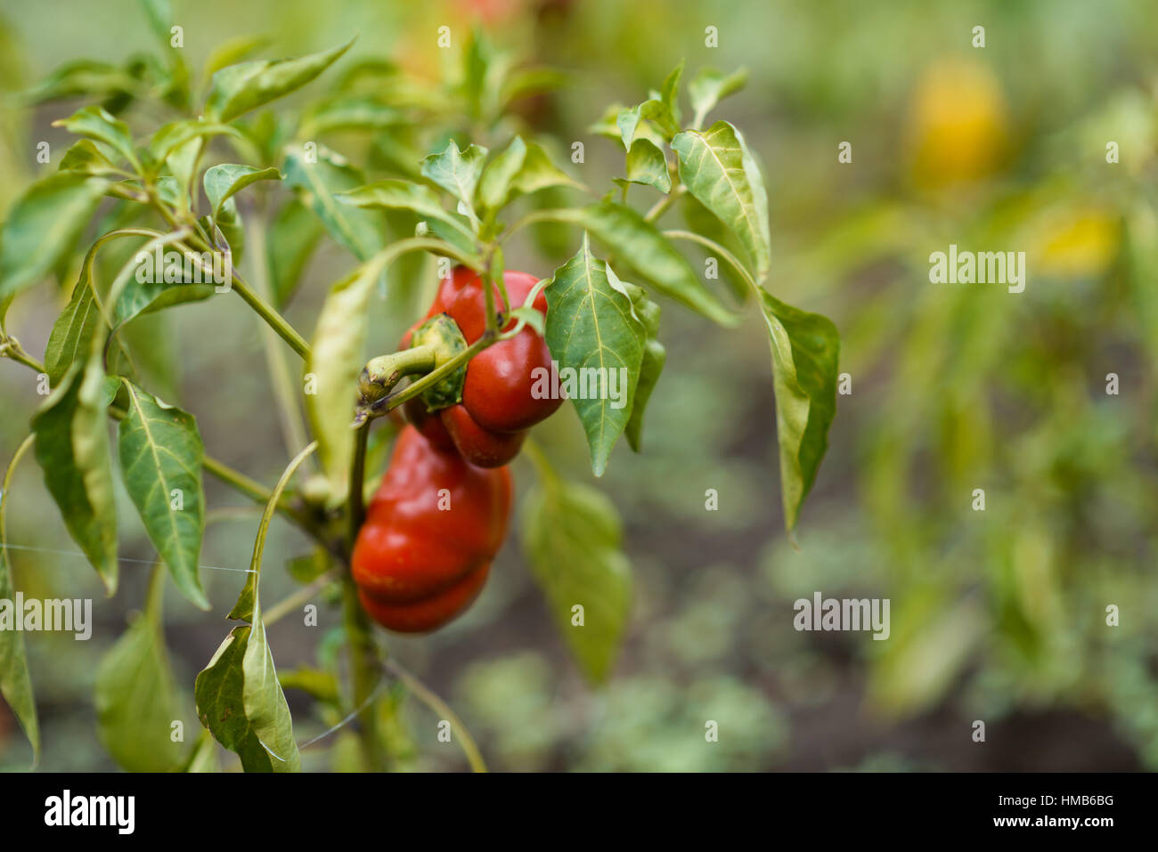 red peppers close up Stock Photo - Alamy