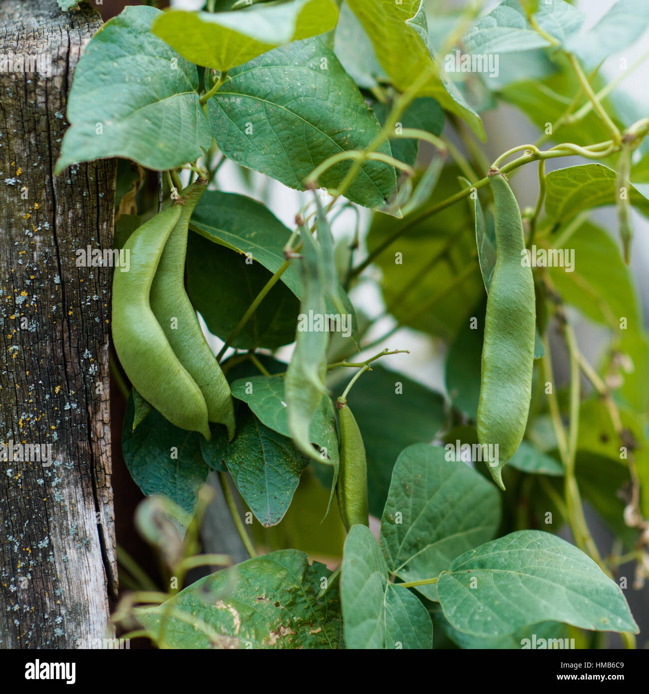 Haricots growing in a vegetable garden Stock Photo - Alamy