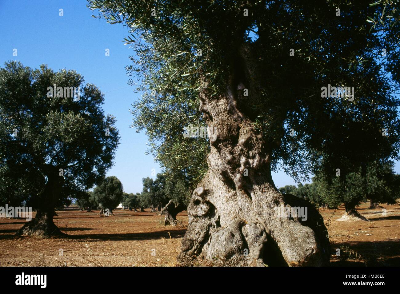An olive grove on the Murge plateau, Apulia, Italy Stock Photo - Alamy