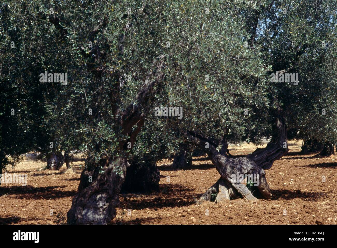 An olive grove in Altamura, Apulia, Italy Stock Photo - Alamy