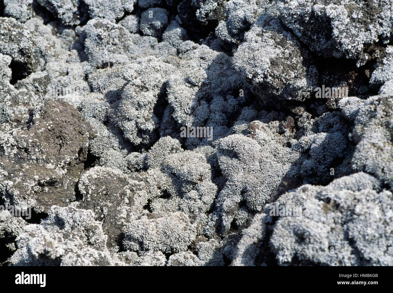 Volcanic rocks of Mount Vesuvius, Campania, Italy Stock Photo - Alamy