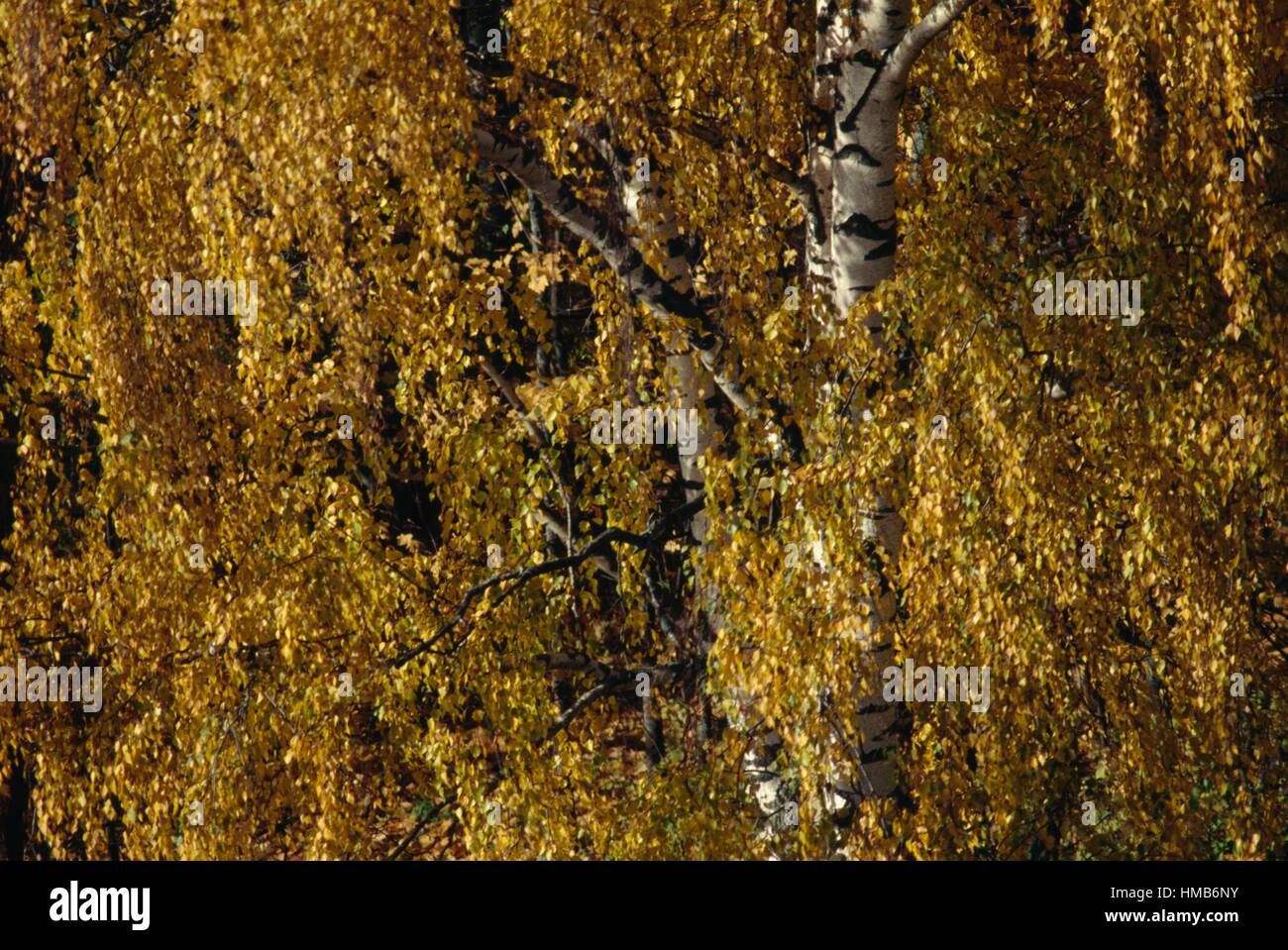 Birch tree, Lakeland, Finland Stock Photo - Alamy