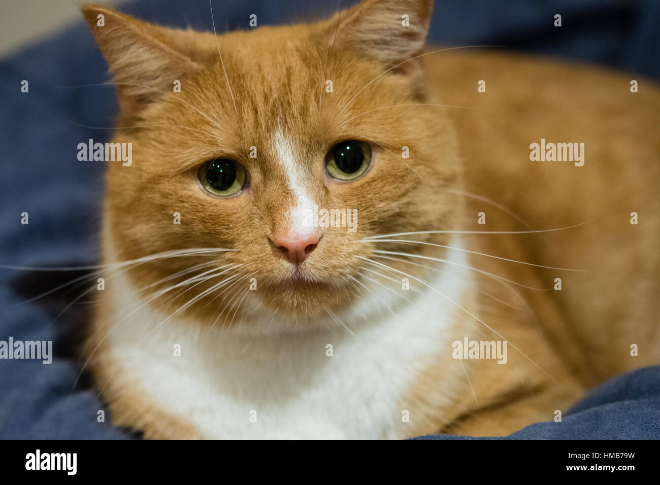 Portrait of a ginger cat Stock Photo - Alamy