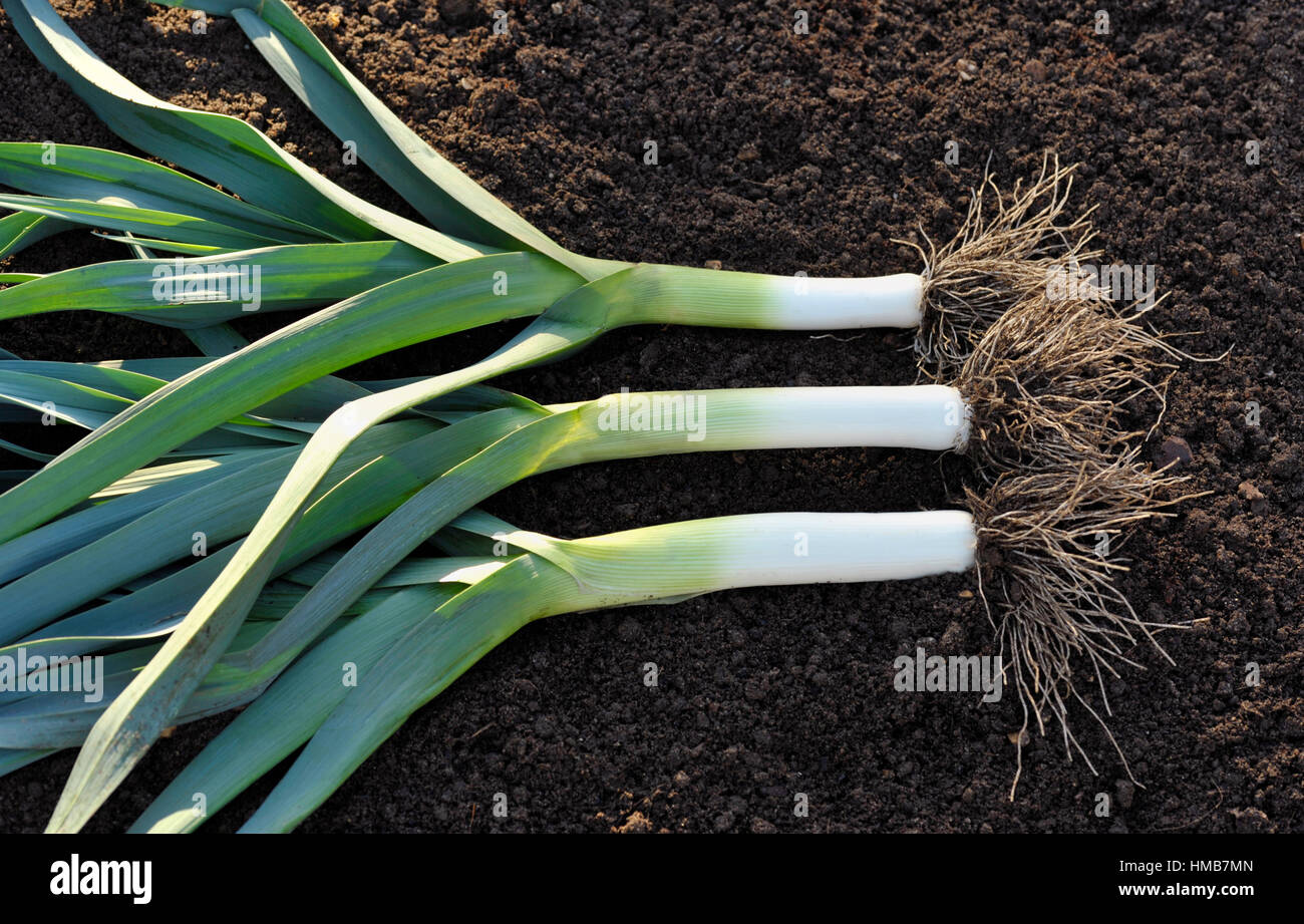 Freshly lifted leeks, allium ampeloprasum, in a vegetable garden ...