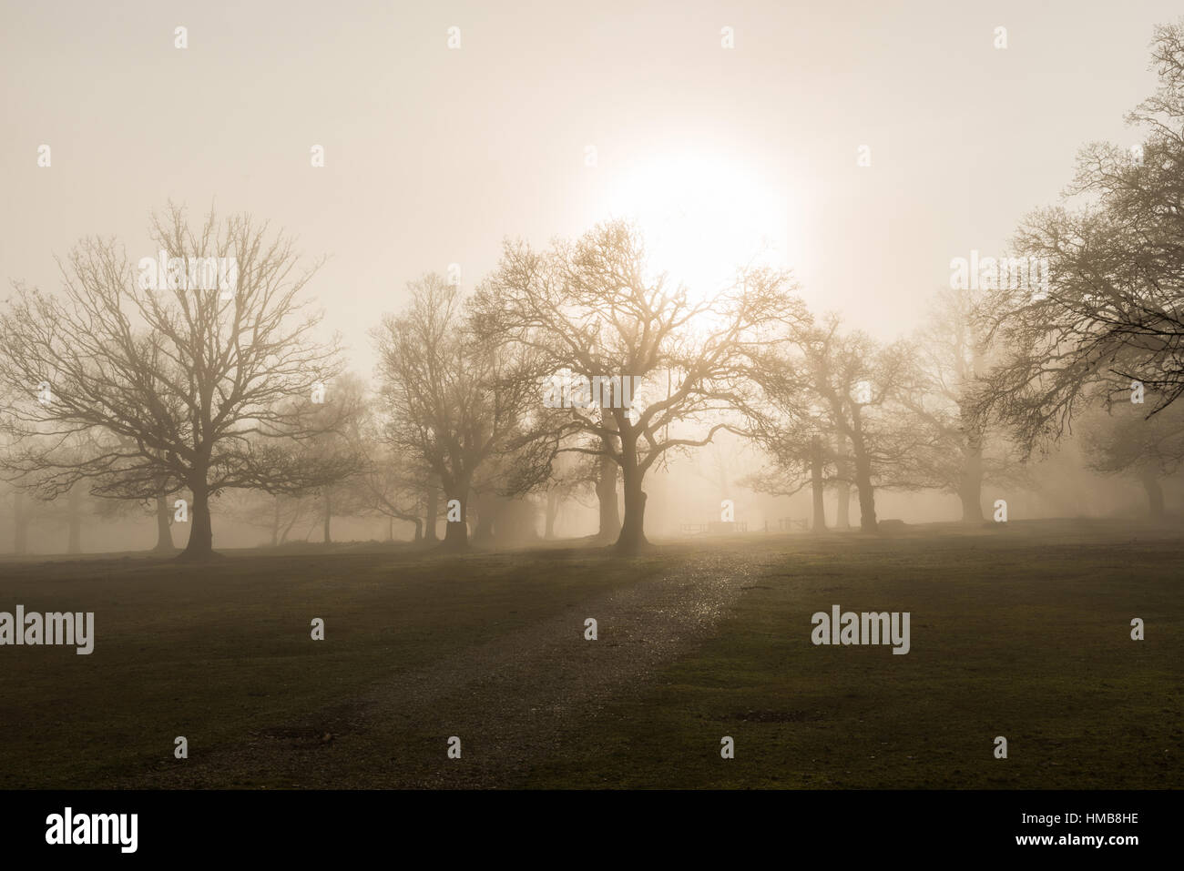 Denny wood hampshire hi-res stock photography and images - Alamy
