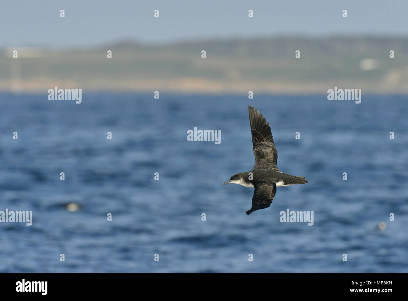 Manx Shearwater - Puffinus puffinus Stock Photo - Alamy