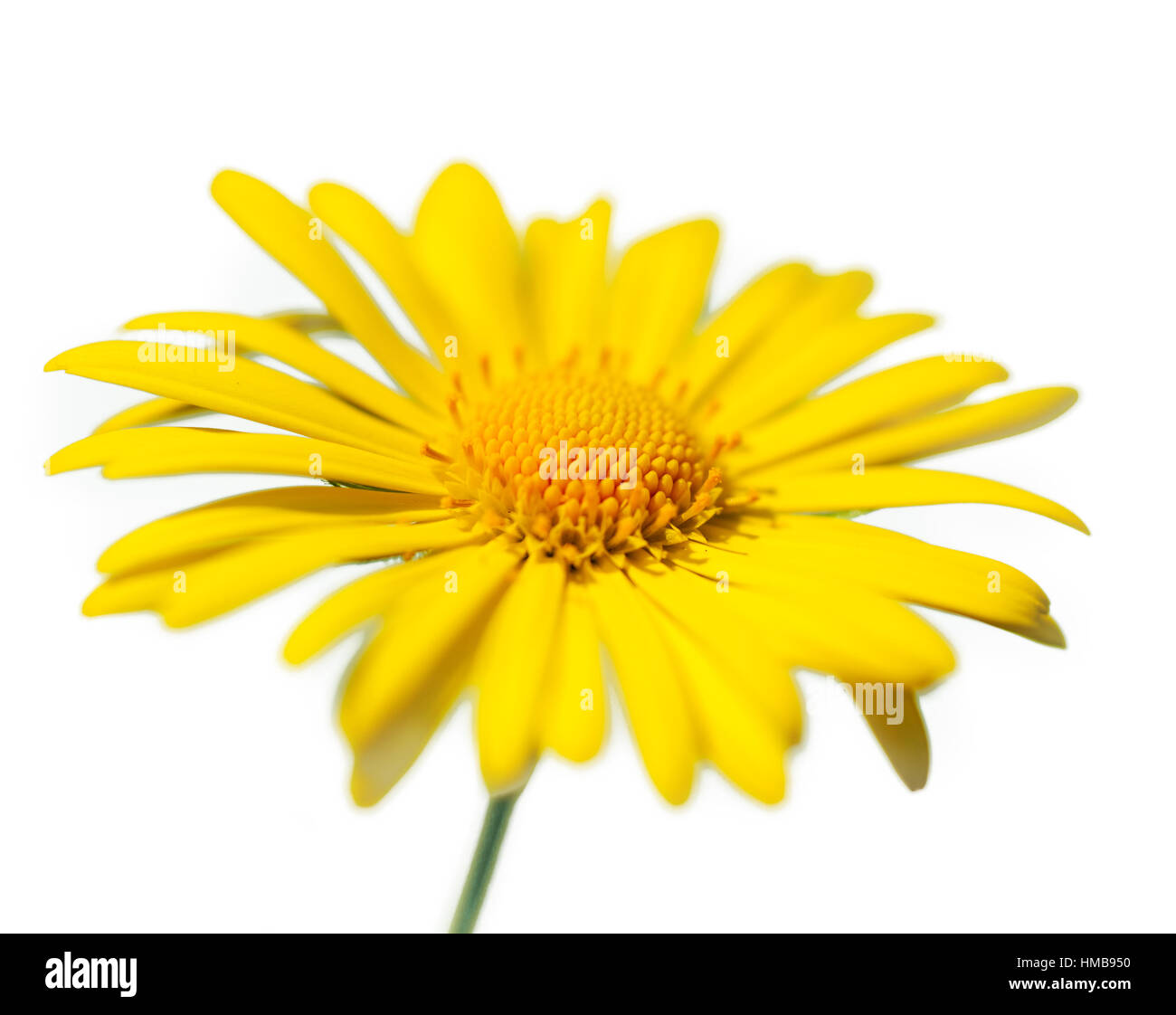 yellow flower isolated Stock Photo - Alamy