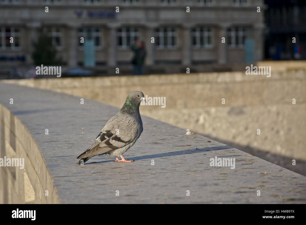 Stray pigeon hi-res stock photography and images - Alamy