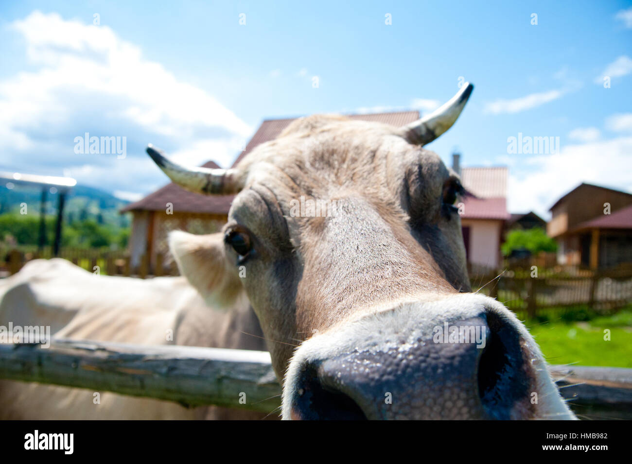 cow close up Stock Photo - Alamy