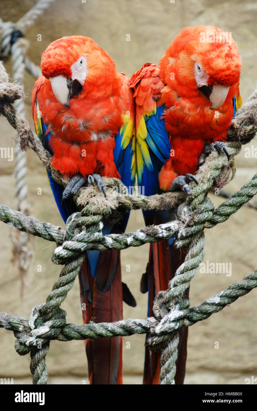 Two scarlet macaws perched on rope in a zoo on the Isle of Wight Stock ...