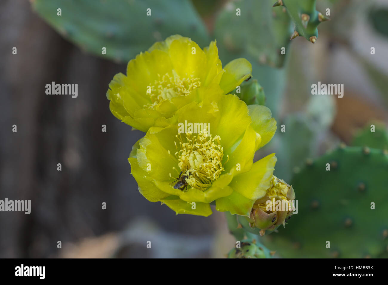 yellow flowering cactus Stock Photo - Alamy