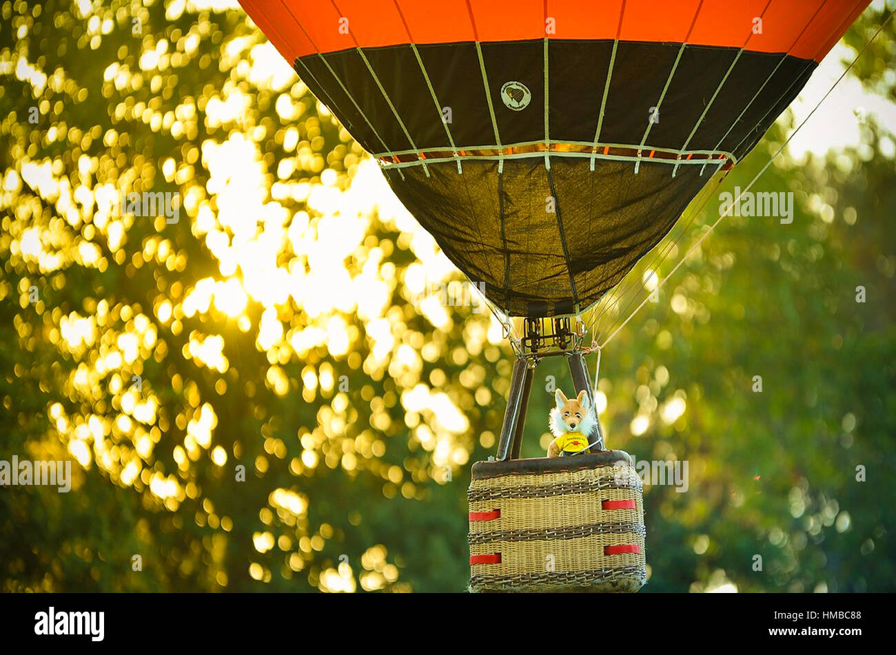 Colorful hot air balloons Stock Photo - Alamy