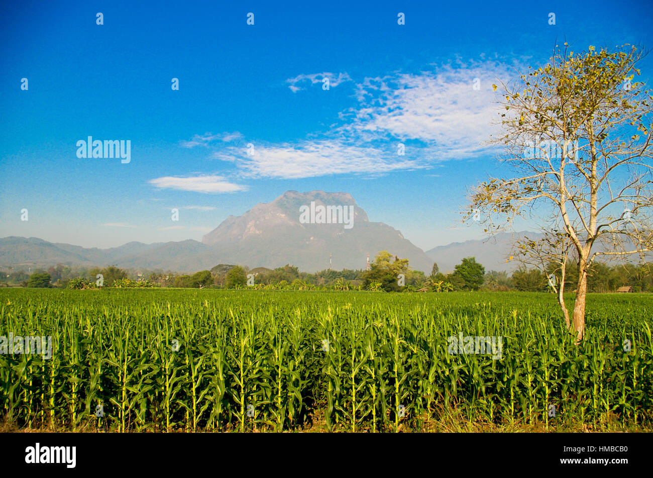 Corn stalks tassels hi-res stock photography and images - Alamy