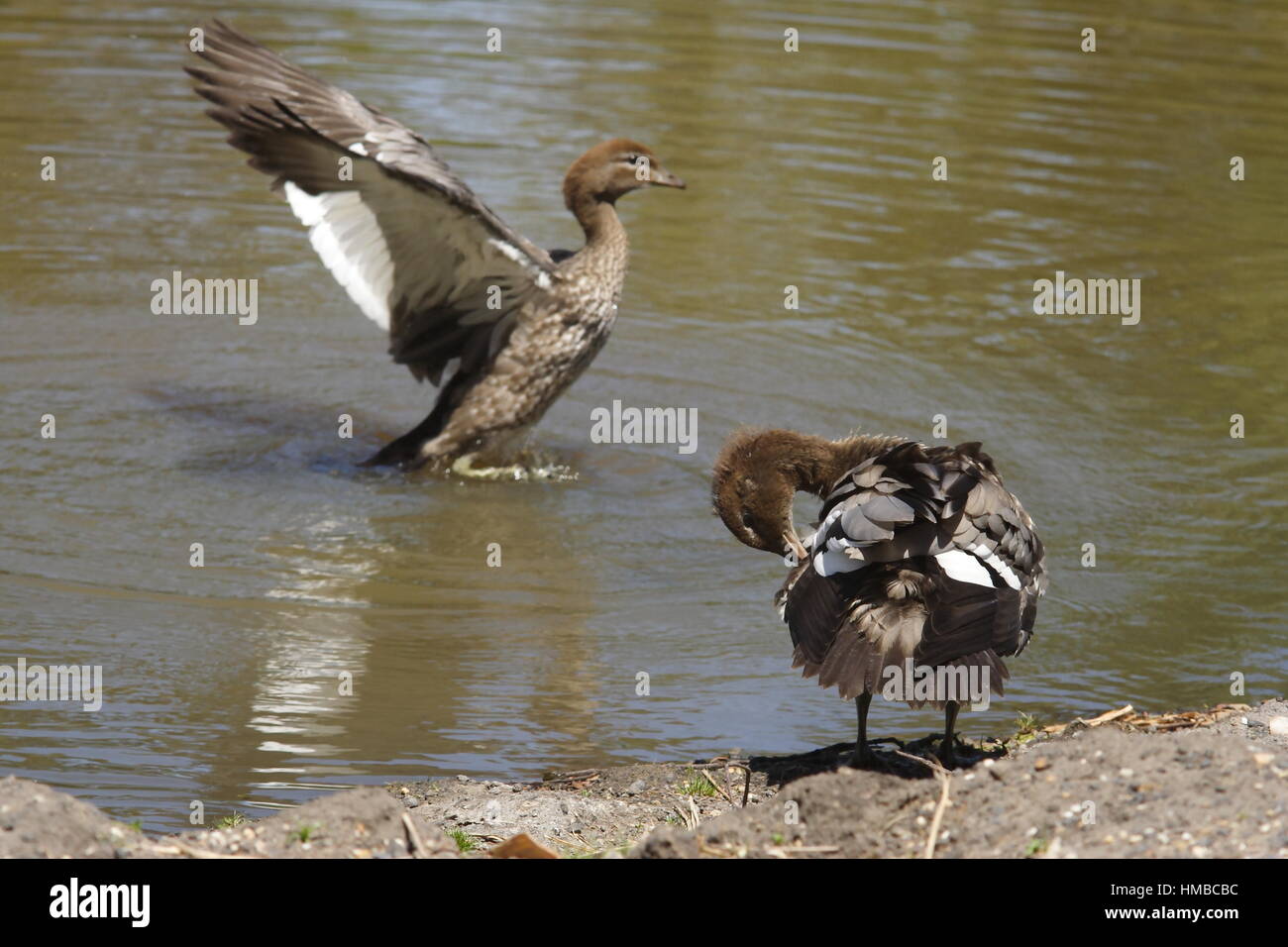 Australian Wood Duck preening at the edge of a lake Stock Photo - Alamy