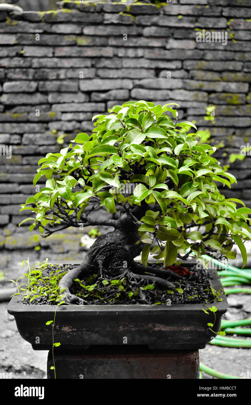 Fibonacci flower hi-res stock photography and images - Alamy