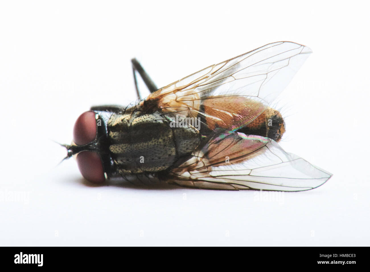 Fly up close hi-res stock photography and images - Alamy
