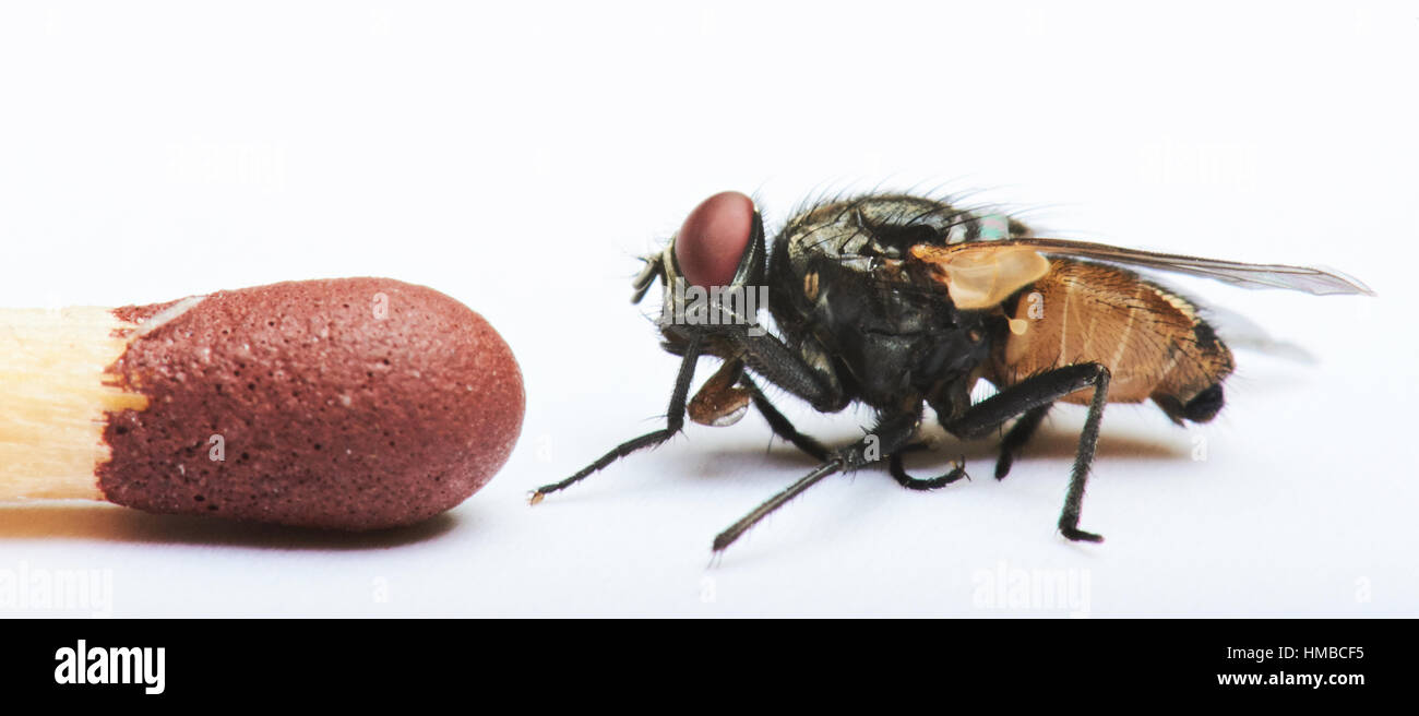 compare of size fly with match isolated on white Stock Photo - Alamy