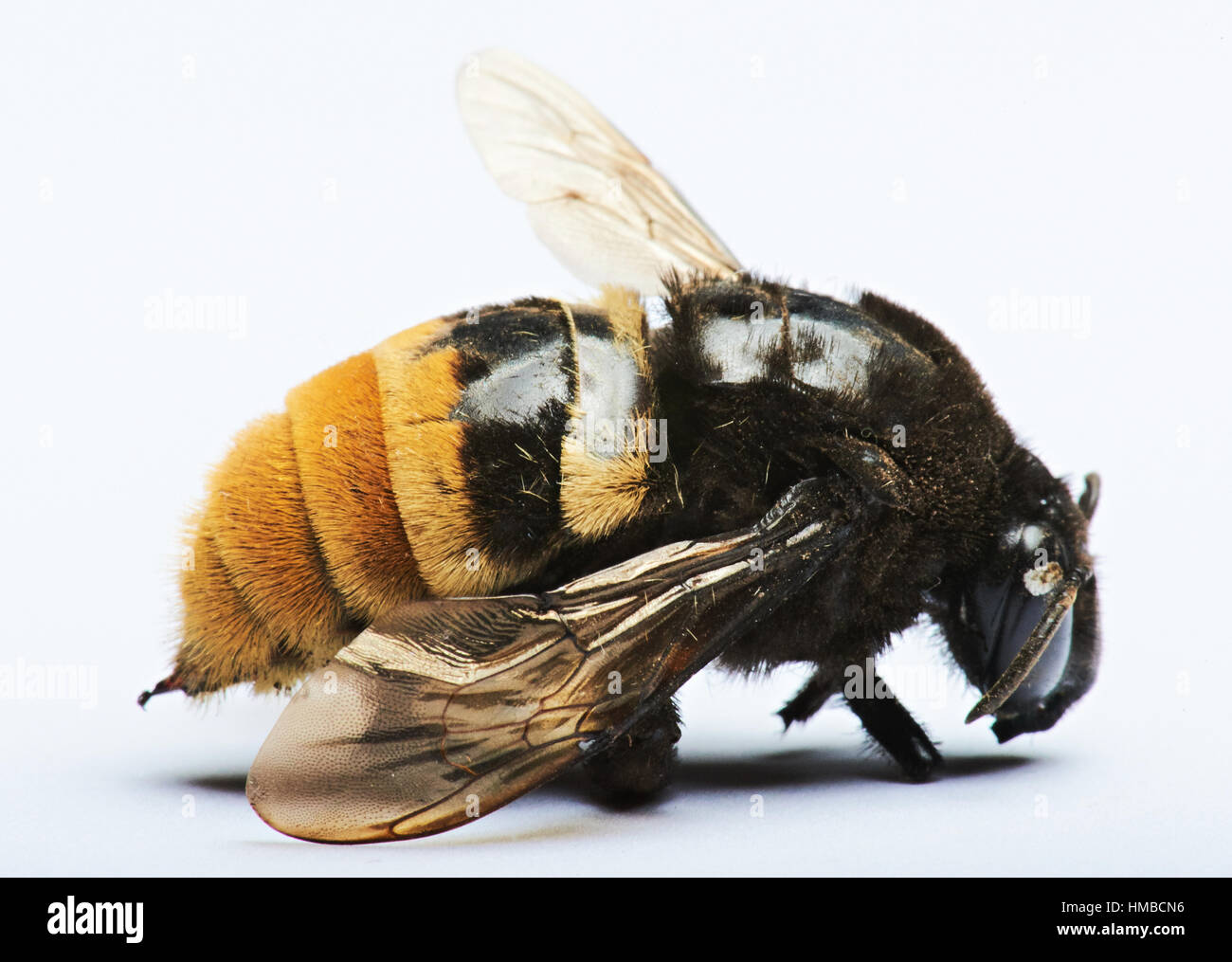 close up of bumblebee isolated on white background Stock Photo - Alamy