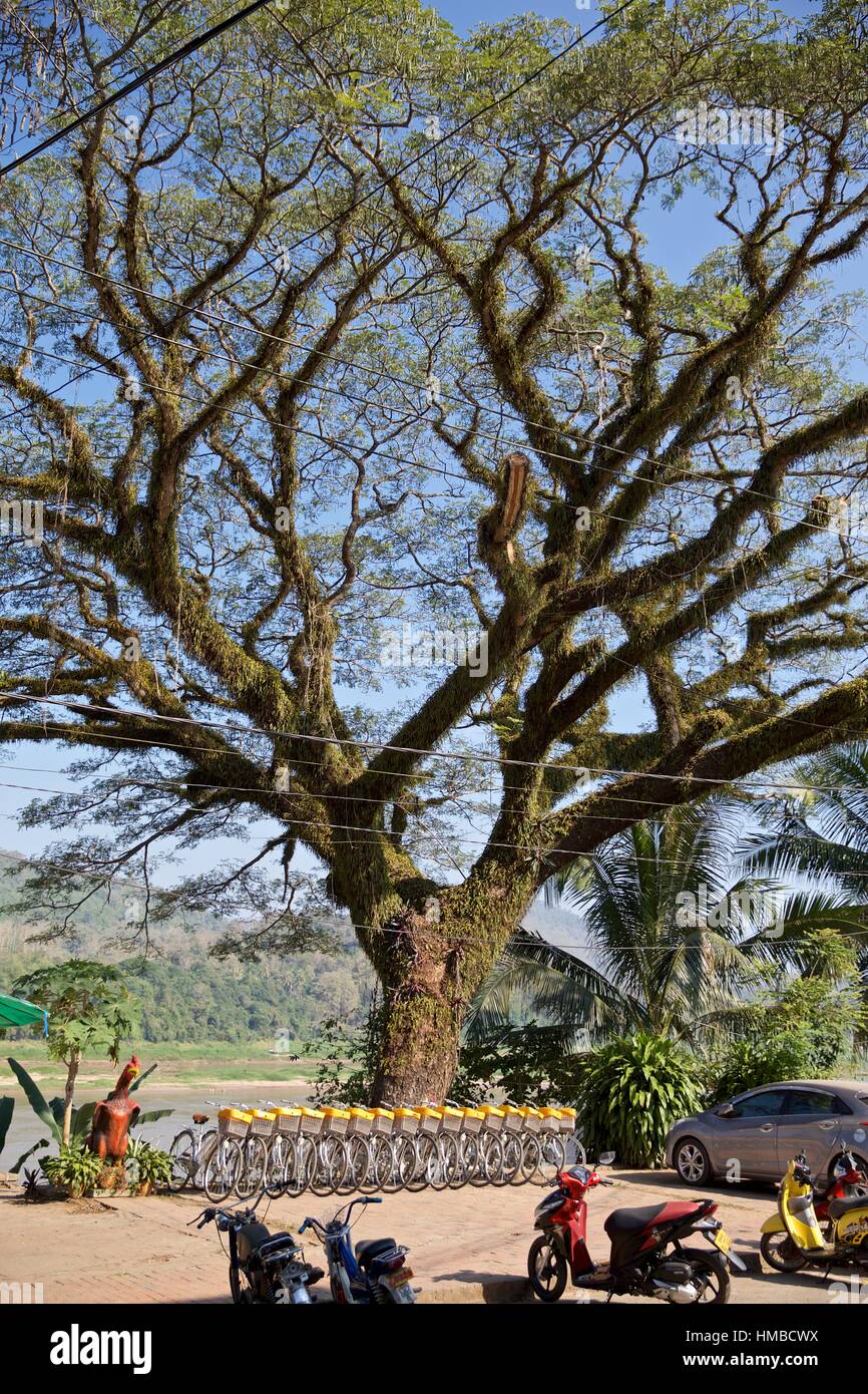 Big Tree Mekong River Luang Prabang, Laos Stock Photo - Alamy