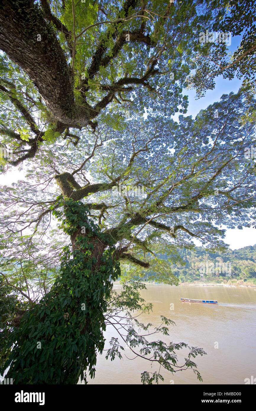 Big Tree Mekong River Luang Prabang, Laos Stock Photo - Alamy