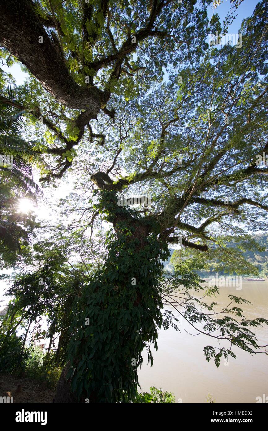 Big Tree Mekong River Luang Prabang, Laos Stock Photo - Alamy