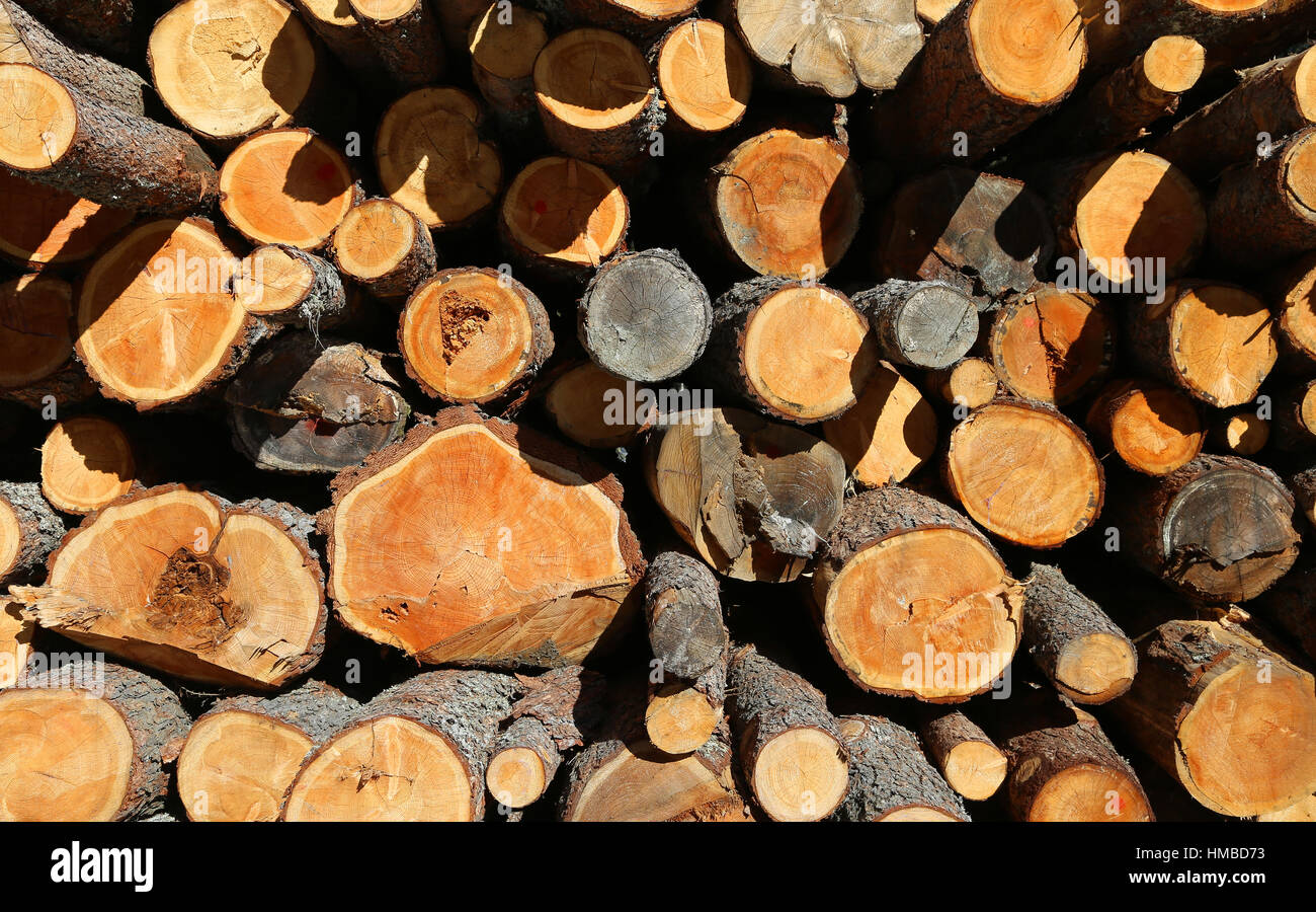 big pile of wood with large logs cut by loggers in the mountains Stock ...