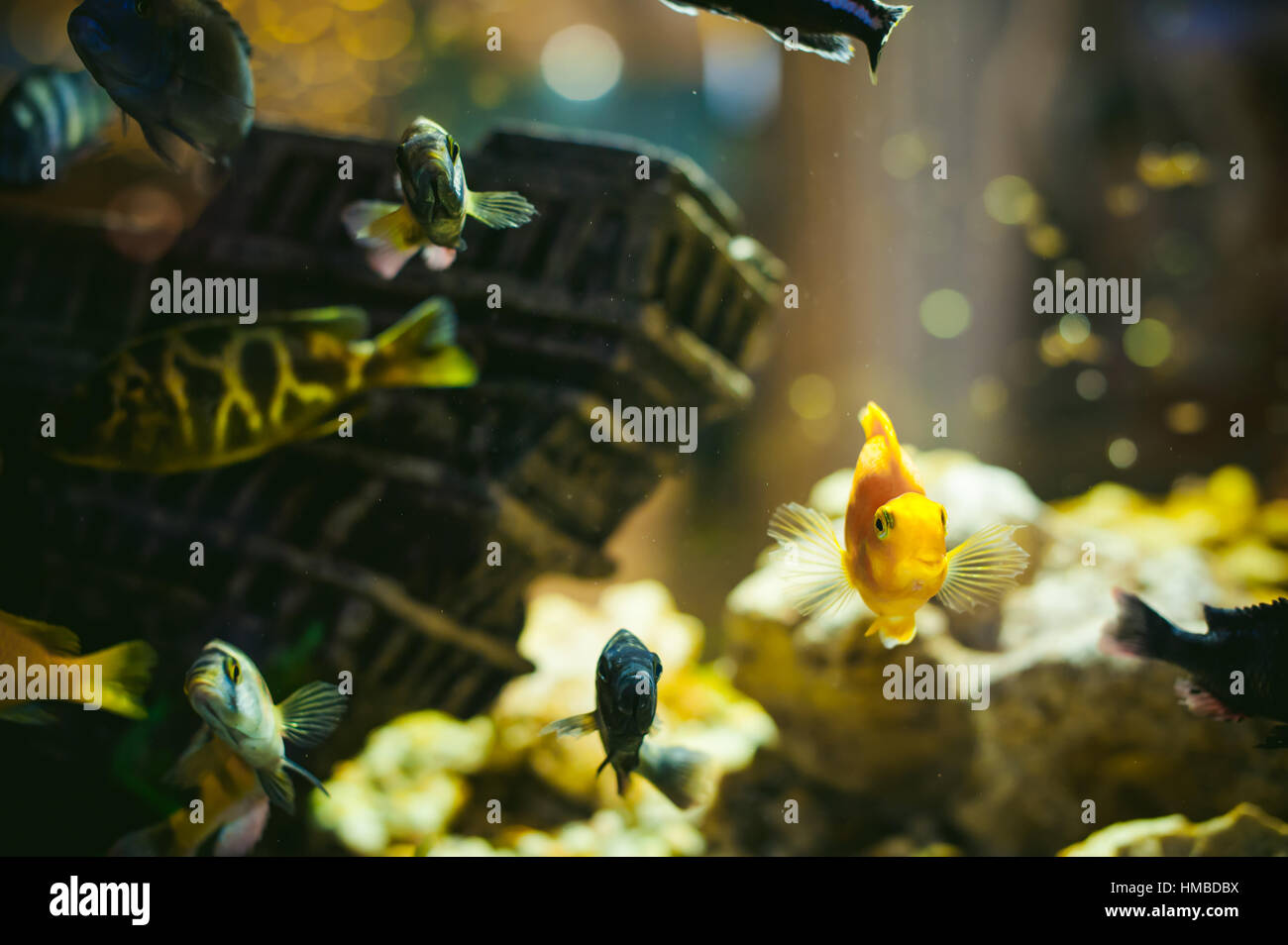 aquarium cichlid exotic fish. flock of sea yellow orange fish swimming ...