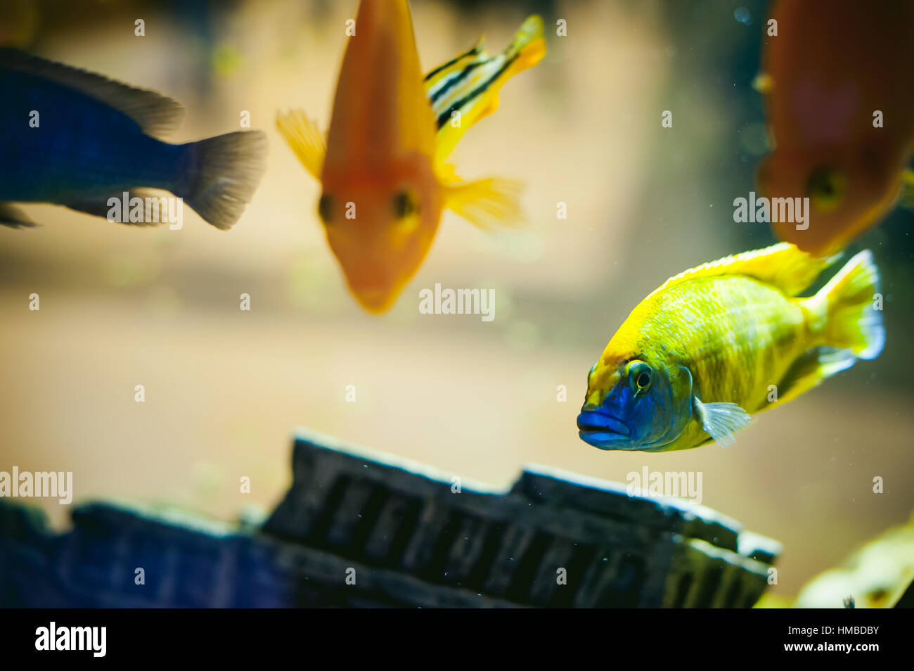 aquarium cichlid exotic fish. flock of sea yellow orange fish swimming ...