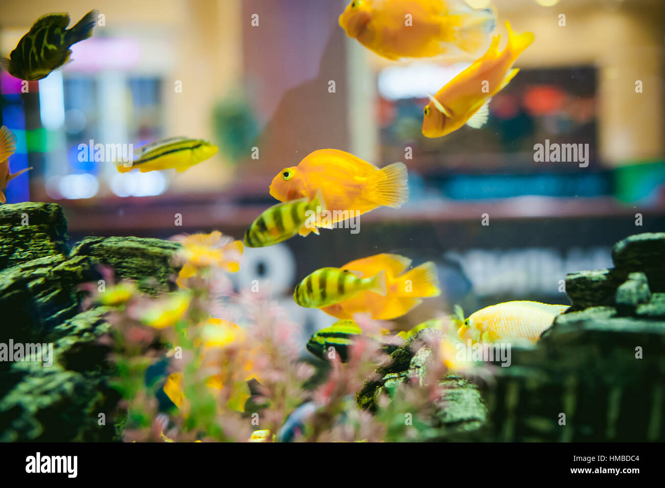 aquarium cichlid exotic fish. flock of sea yellow orange fish swimming ...
