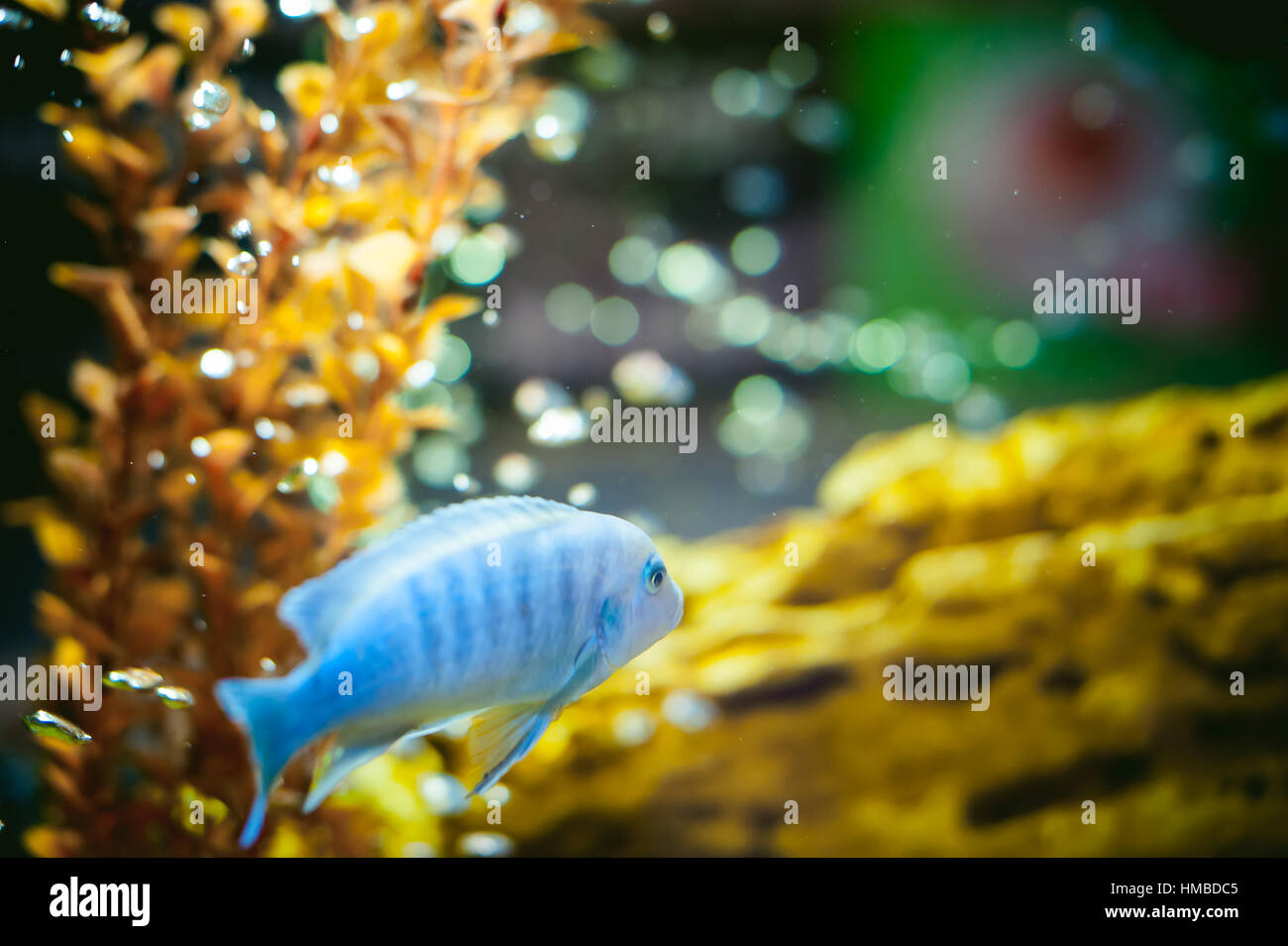 aquarium cichlid exotic fish. blue fish swimming in the aquarium Stock ...