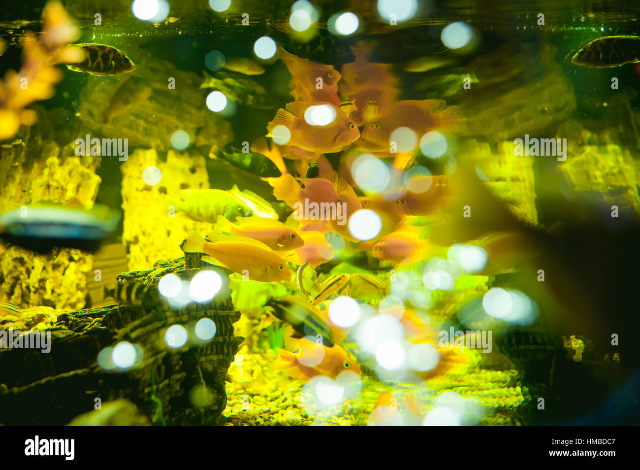 aquarium cichlid exotic fish. flock of sea yellow orange fish swimming ...