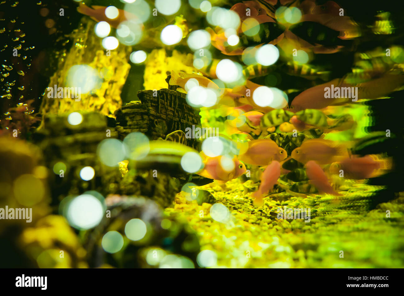 aquarium cichlid exotic fish. flock of sea yellow orange fish swimming ...