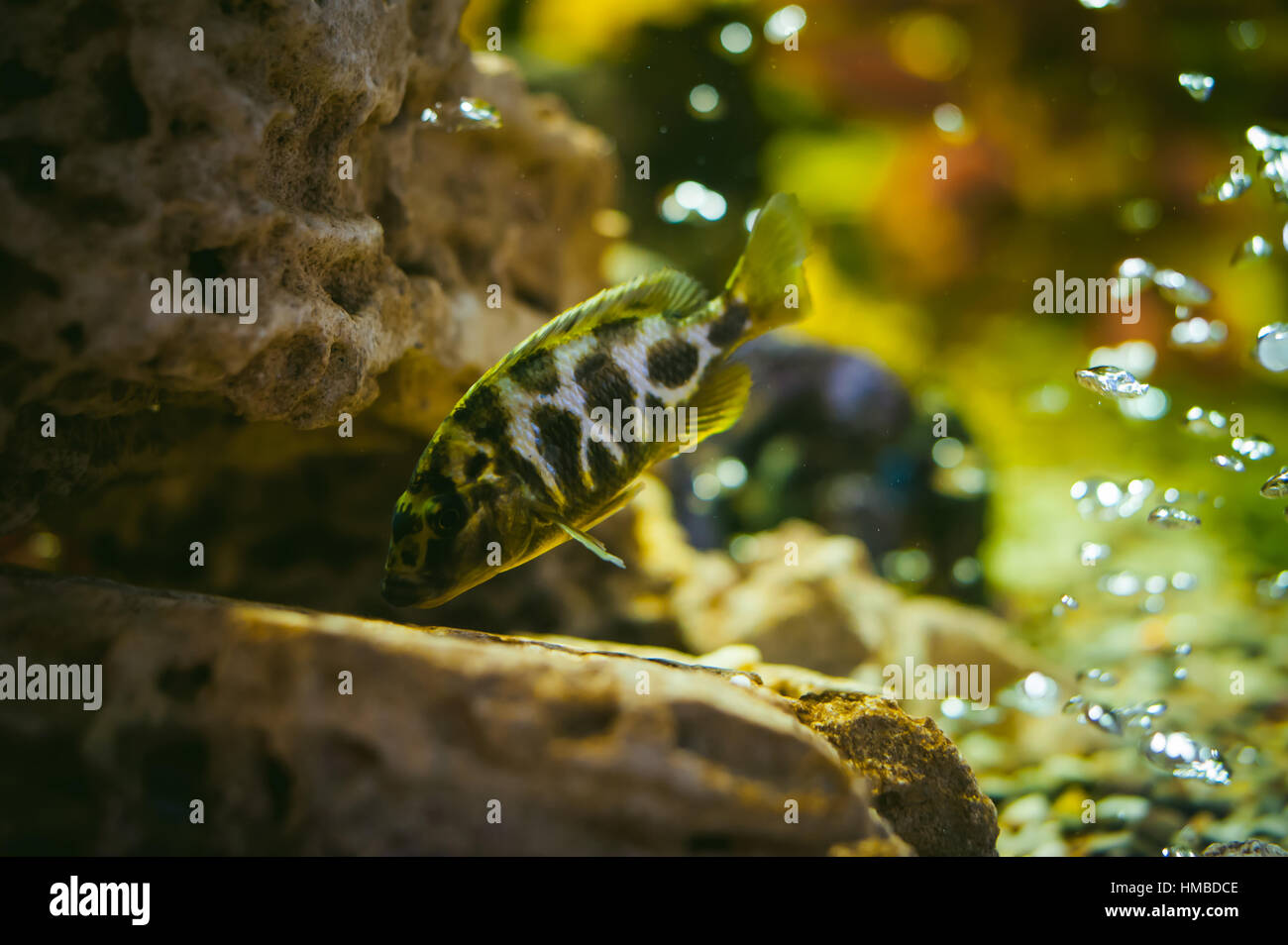 aquarium cichlid exotic fish. flock of sea yellow orange fish swimming ...