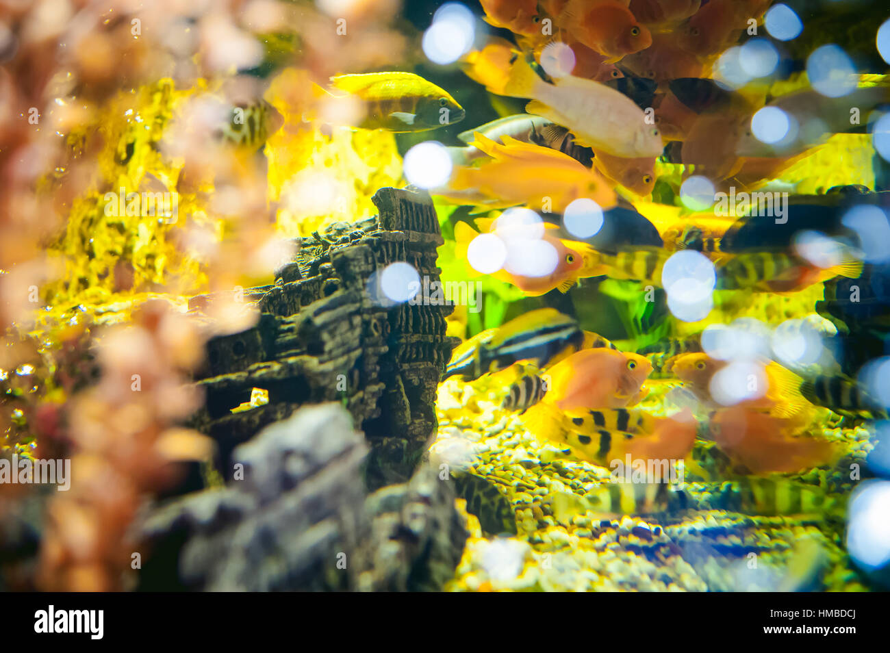 aquarium cichlid exotic fish. flock of sea yellow orange fish swimming ...