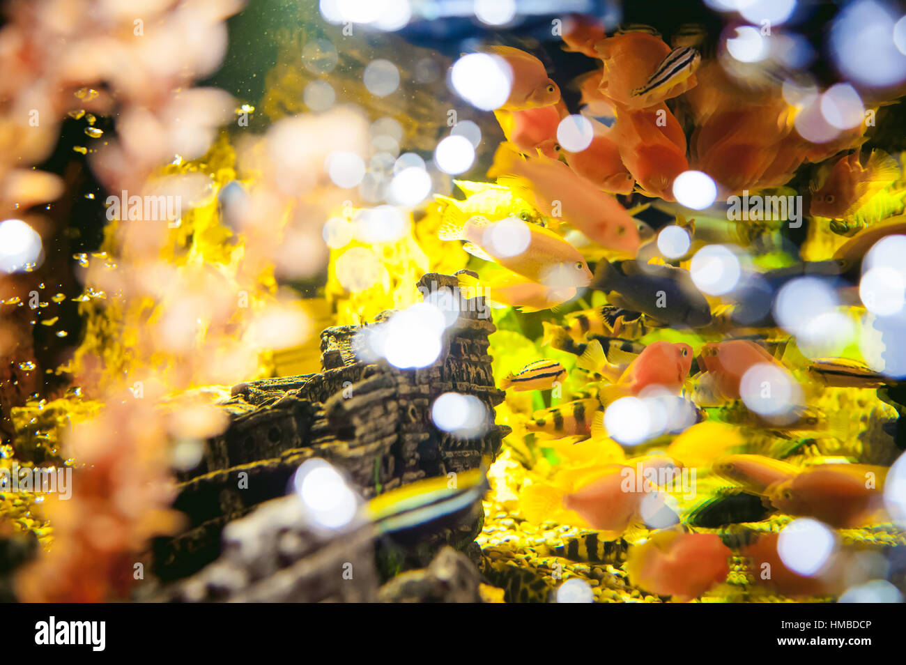 aquarium cichlid exotic fish. flock of sea yellow orange fish swimming ...