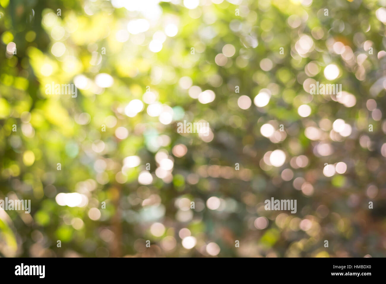 Natural blurred bokeh background from leaf and tree, Abstract ...