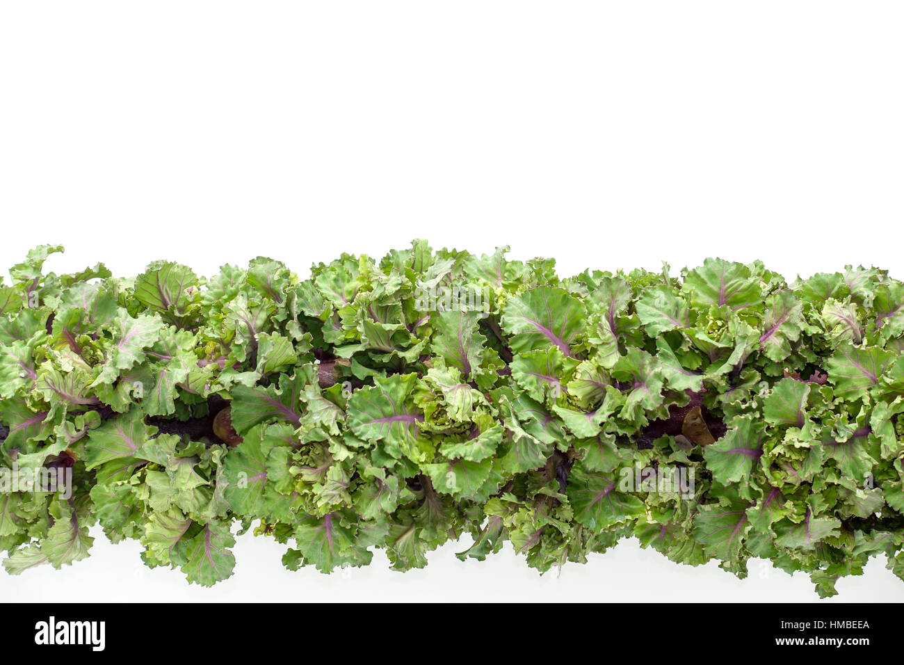 Large Fresh Kalette Stalk Backlit Stock Photo - Alamy