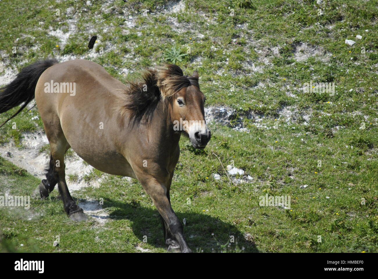 Dover horse hi-res stock photography and images - Alamy