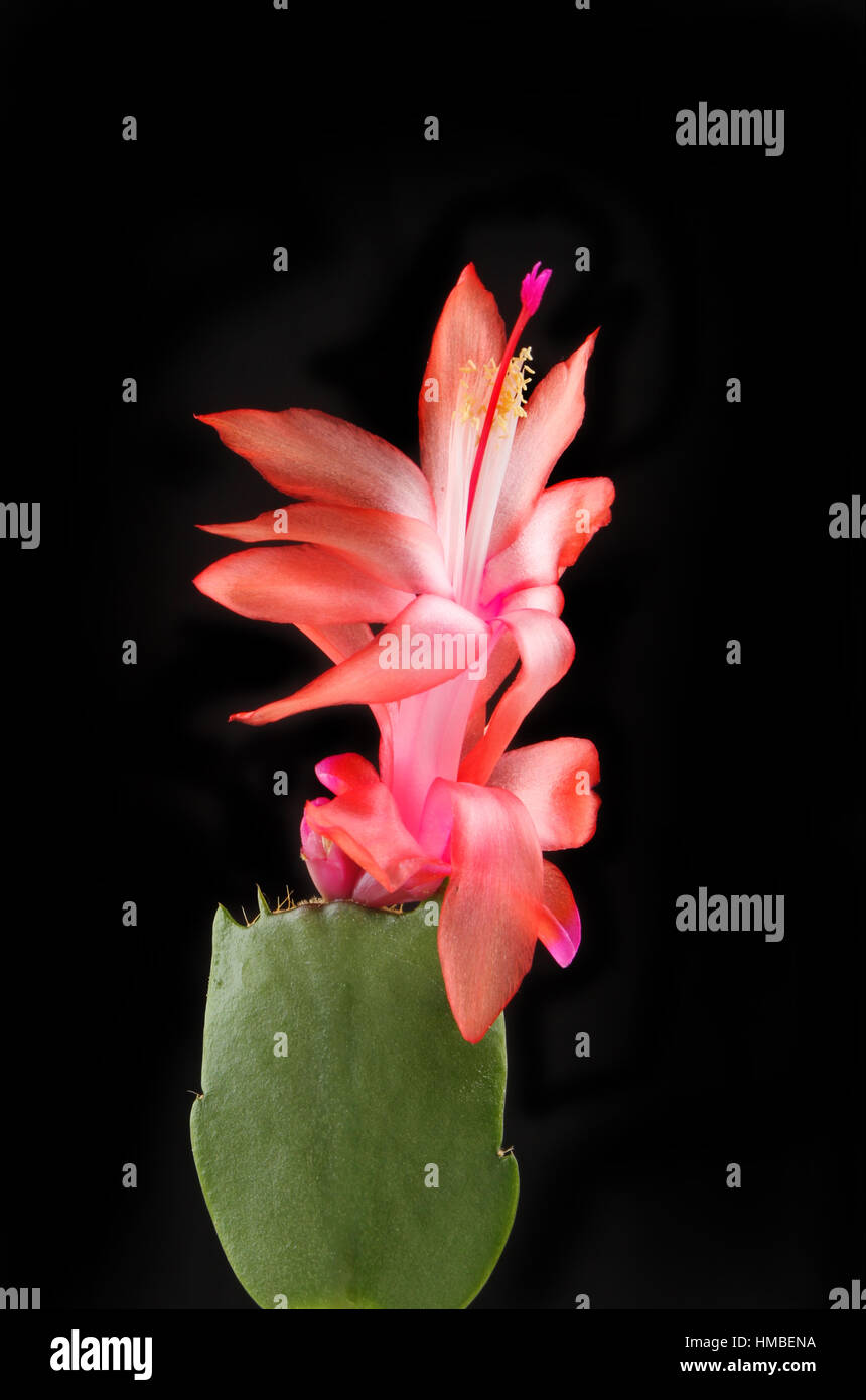 Salmon colored Schlumbergera, Christmas cactus flower isolated against ...