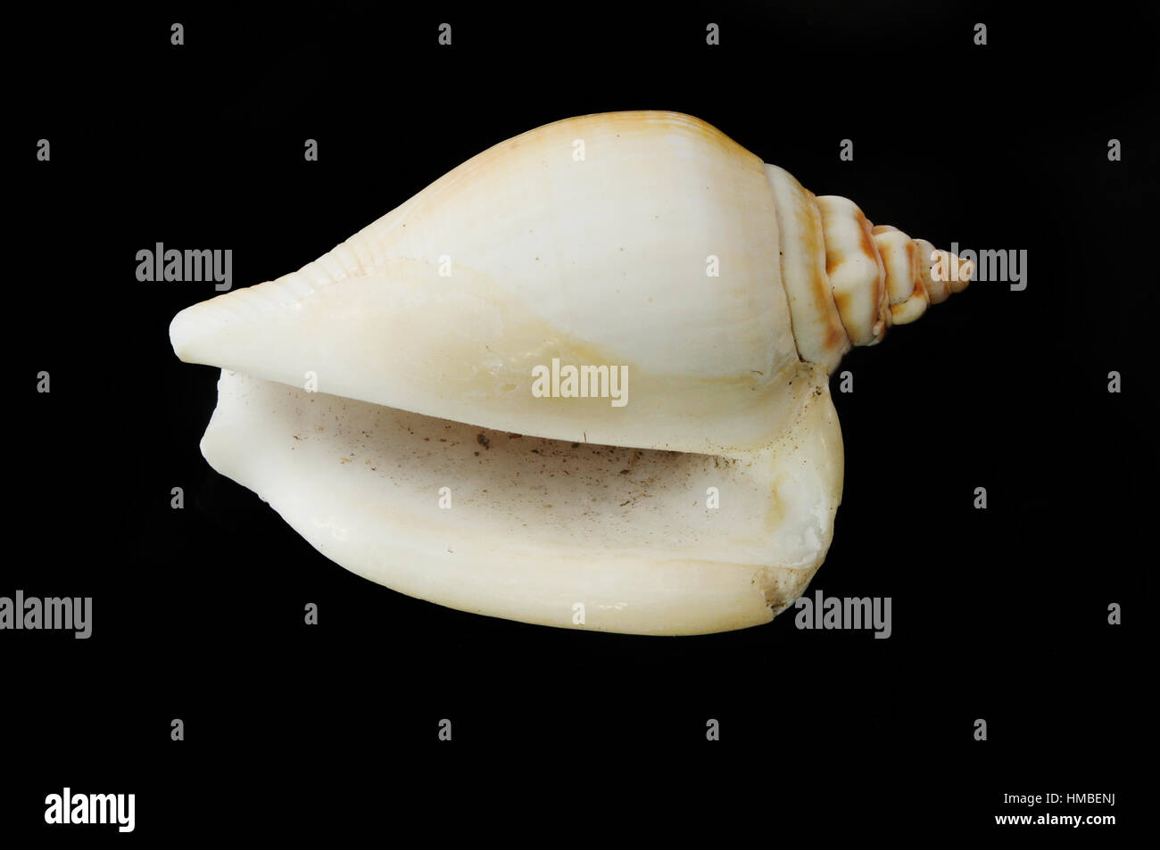Seashell isolated against black Stock Photo - Alamy
