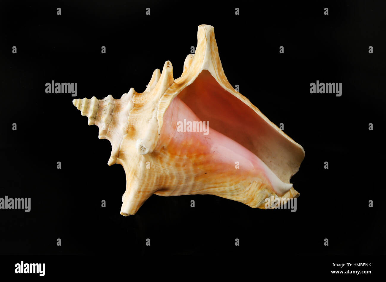 Conch seashell isolated against black Stock Photo - Alamy