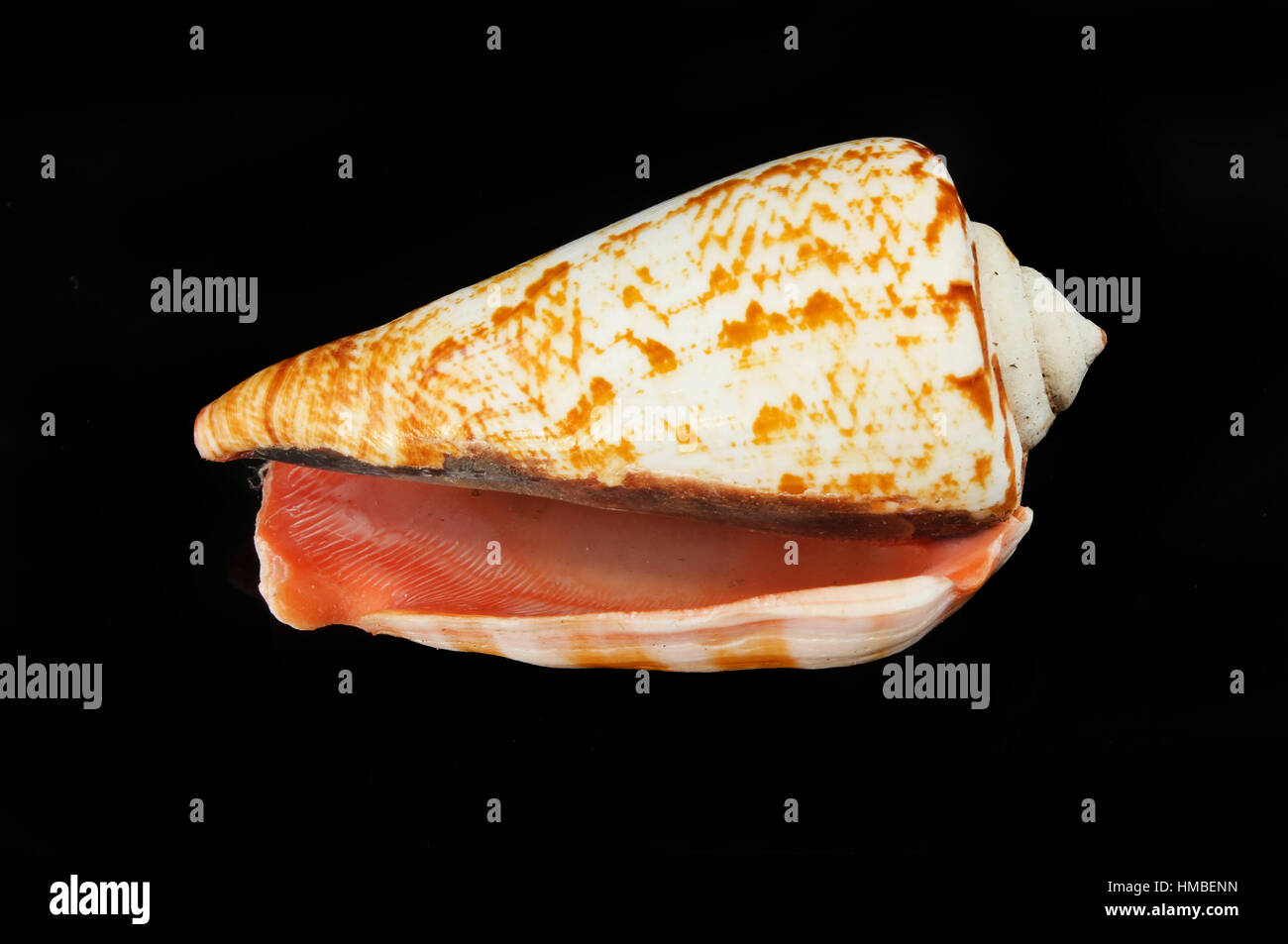 Cone seashell isolated against black Stock Photo - Alamy
