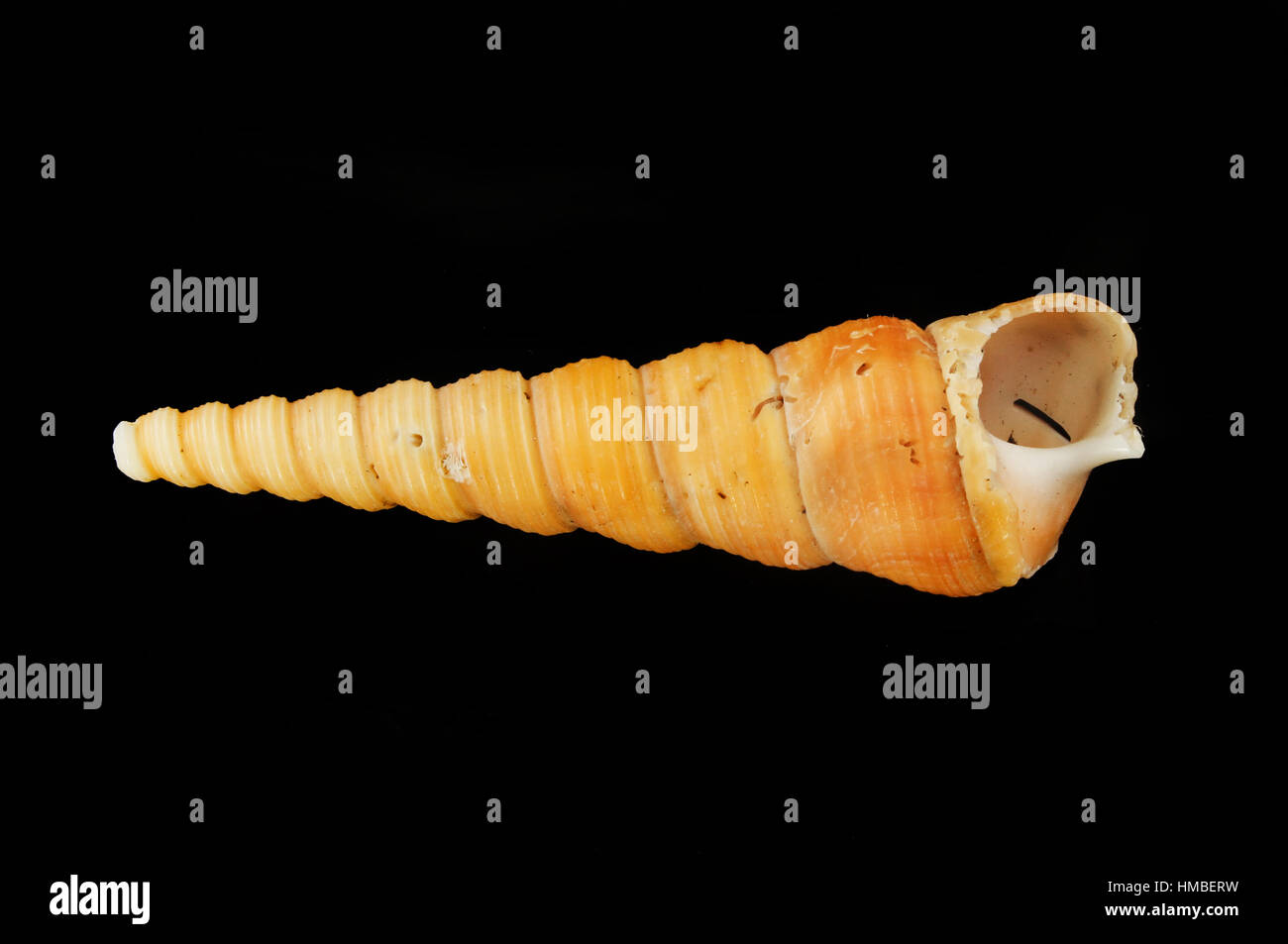 Spiral seashell hi-res stock photography and images - Alamy