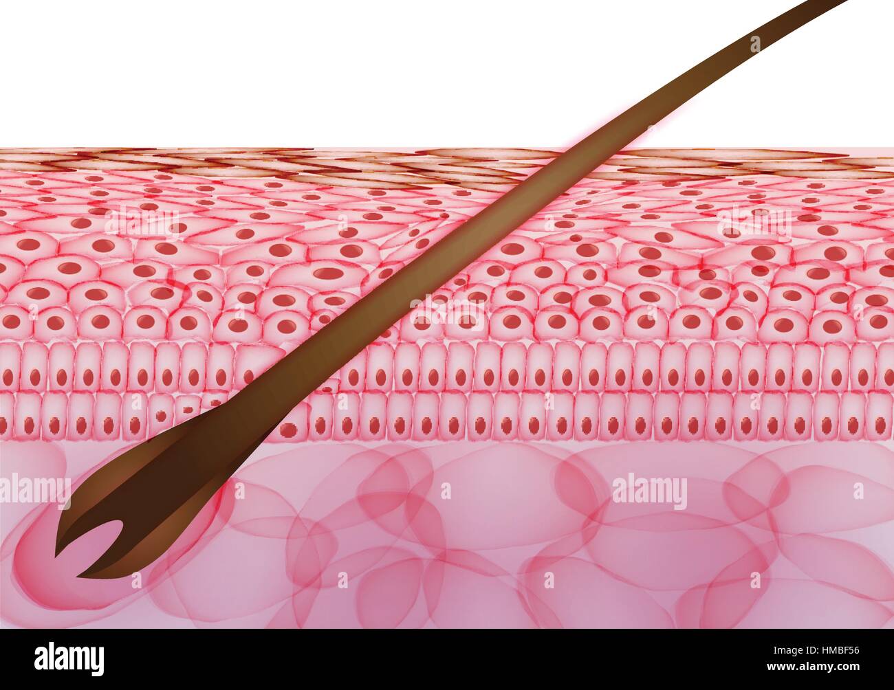 Skin tissue cells Stock Vector Images - Alamy