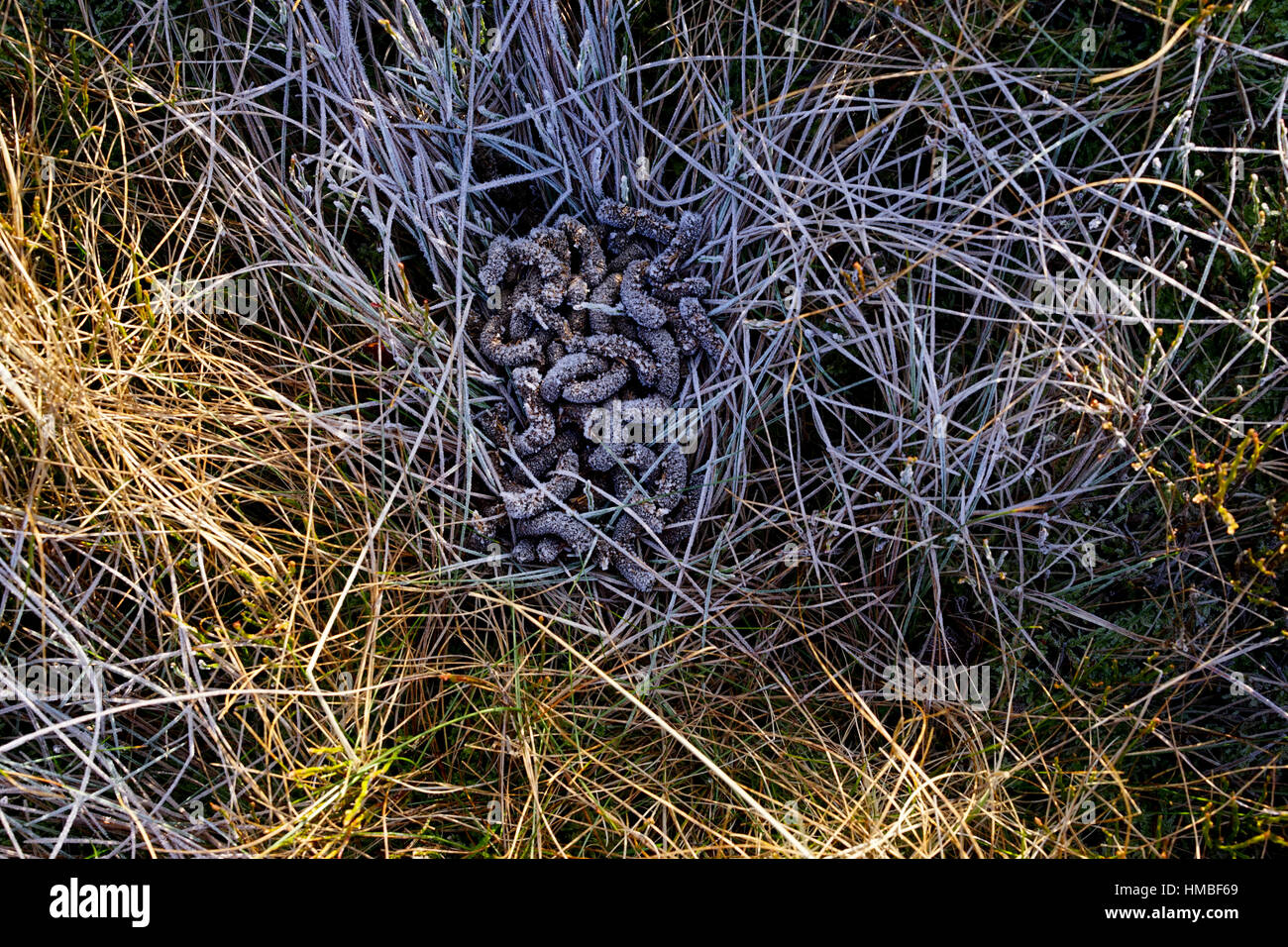 Grouse droppings uk hi-res stock photography and images - Alamy