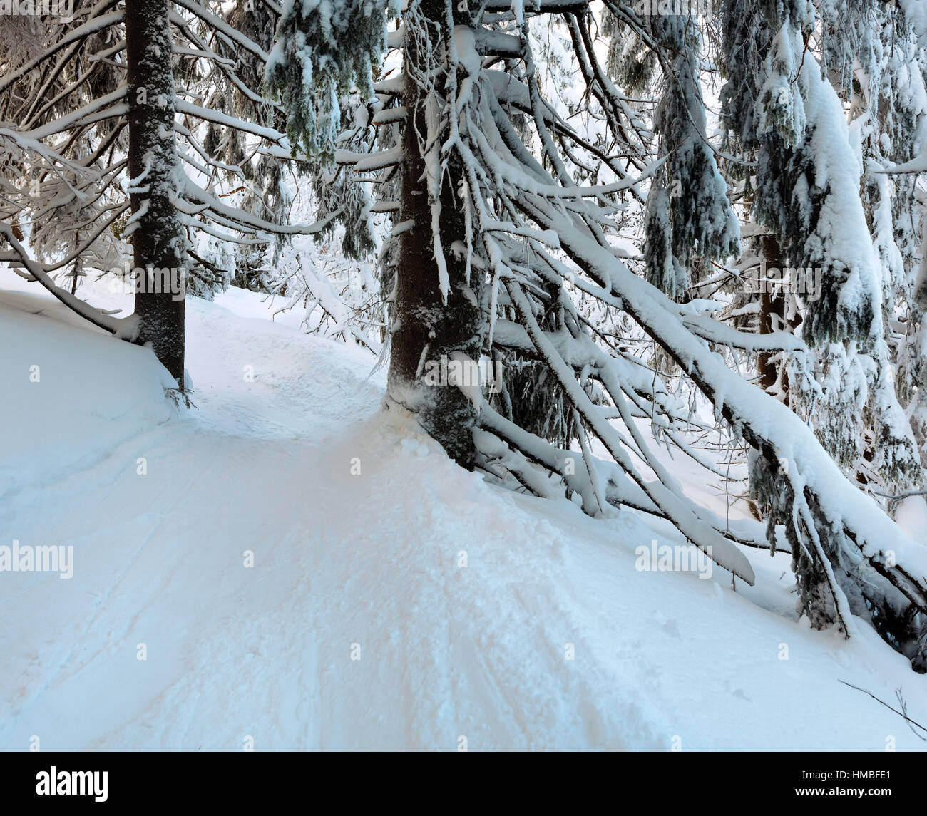 Shadows in winter mountain primeval forest and snowy pathway through ...