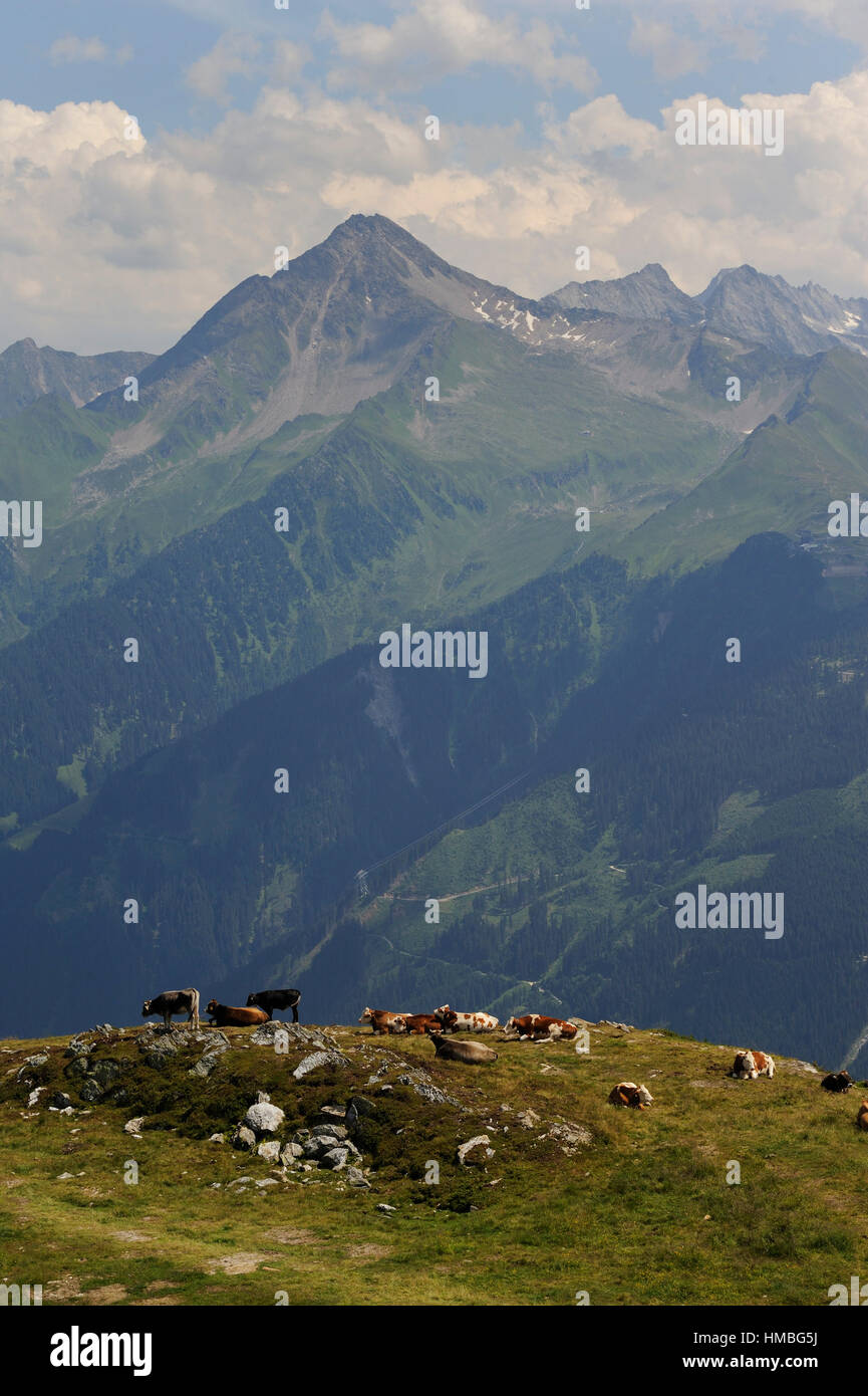 Walking in the hills and valleys around Mayrhofen in Austria Stock ...