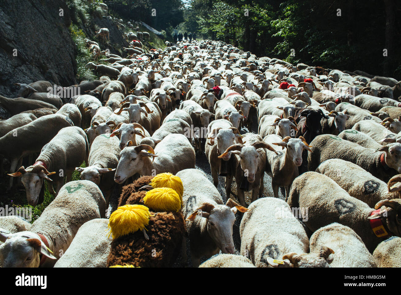 Transhumance, flock of sheep being herded between Nimes-en-Guarrigue ...