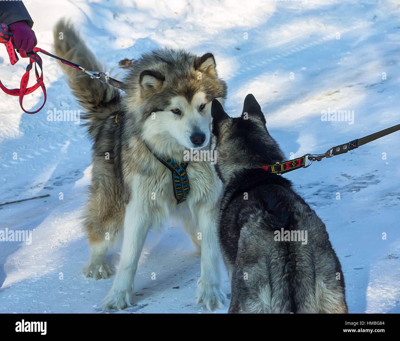 Husky fight hi-res stock photography and images - Alamy