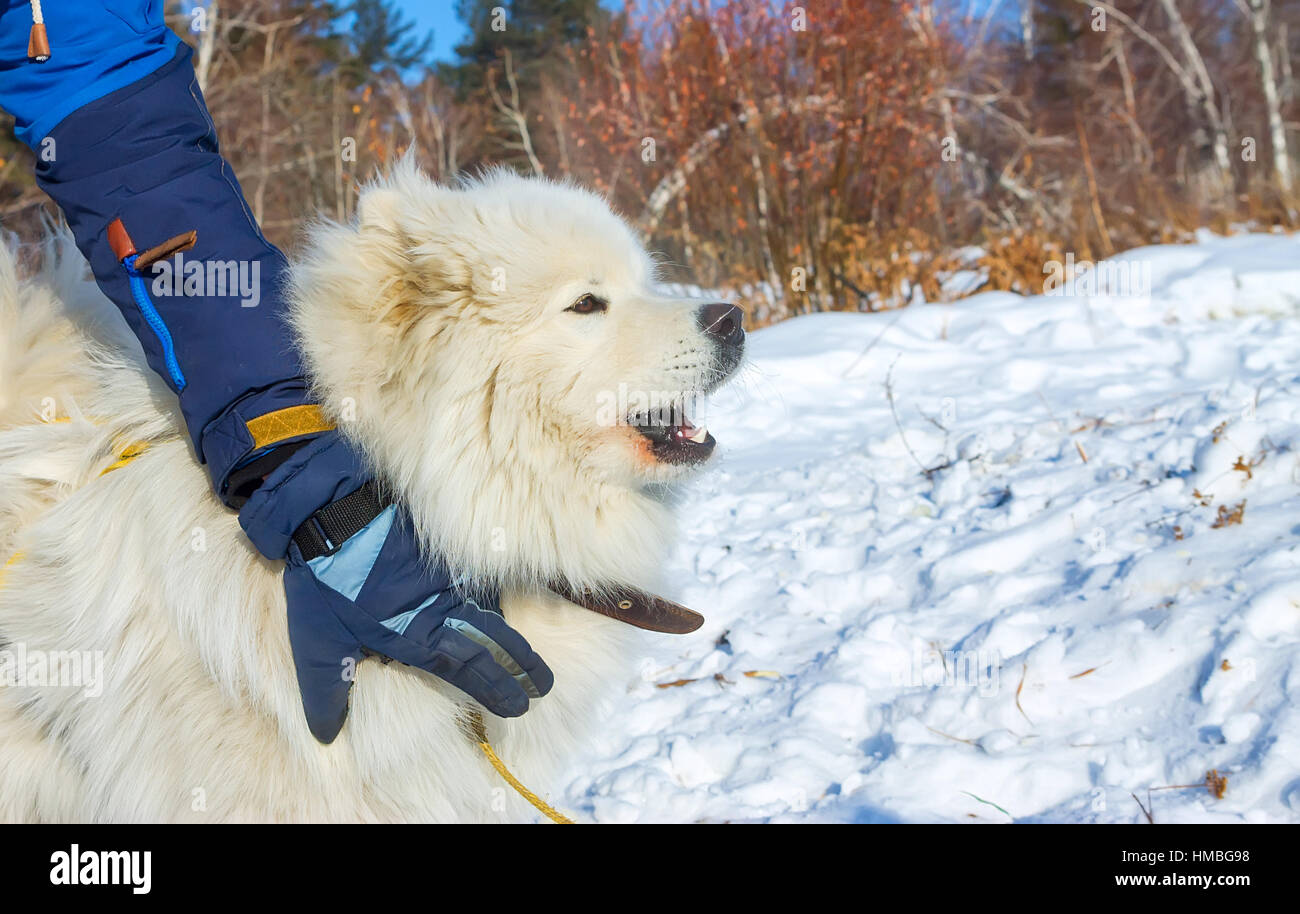 Fluffy samoyed hi-res stock photography and images - Alamy